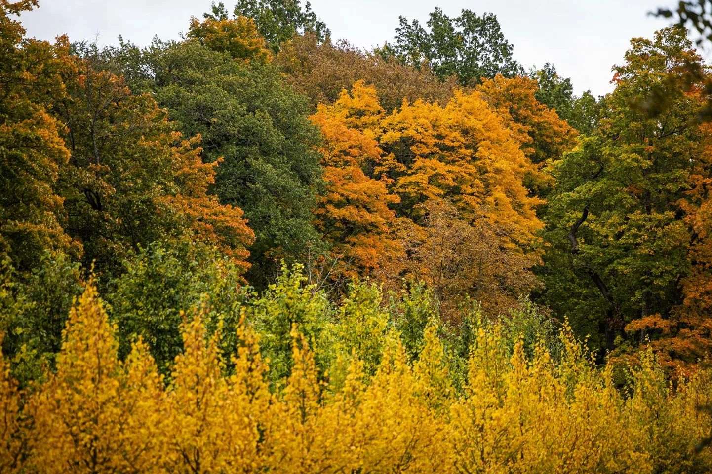 Iga sügis on eriline ja erinev ehk Hüvasti, kollane kask!