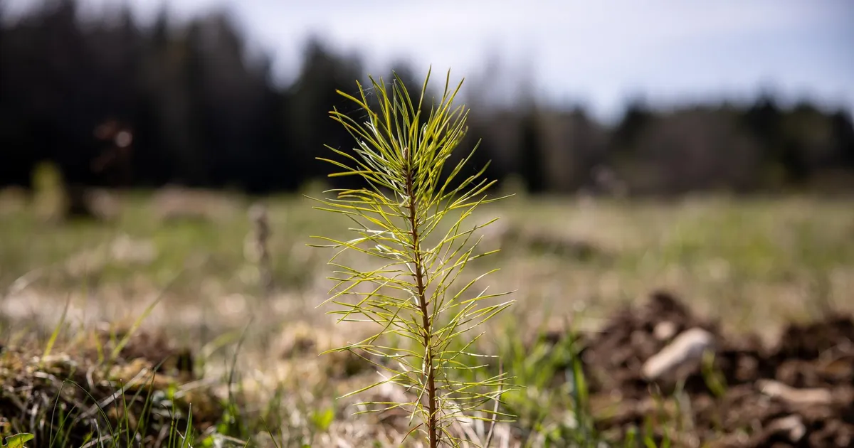 Eesti riik hakkab 2 miljoni euroga metsaregistrit arendama