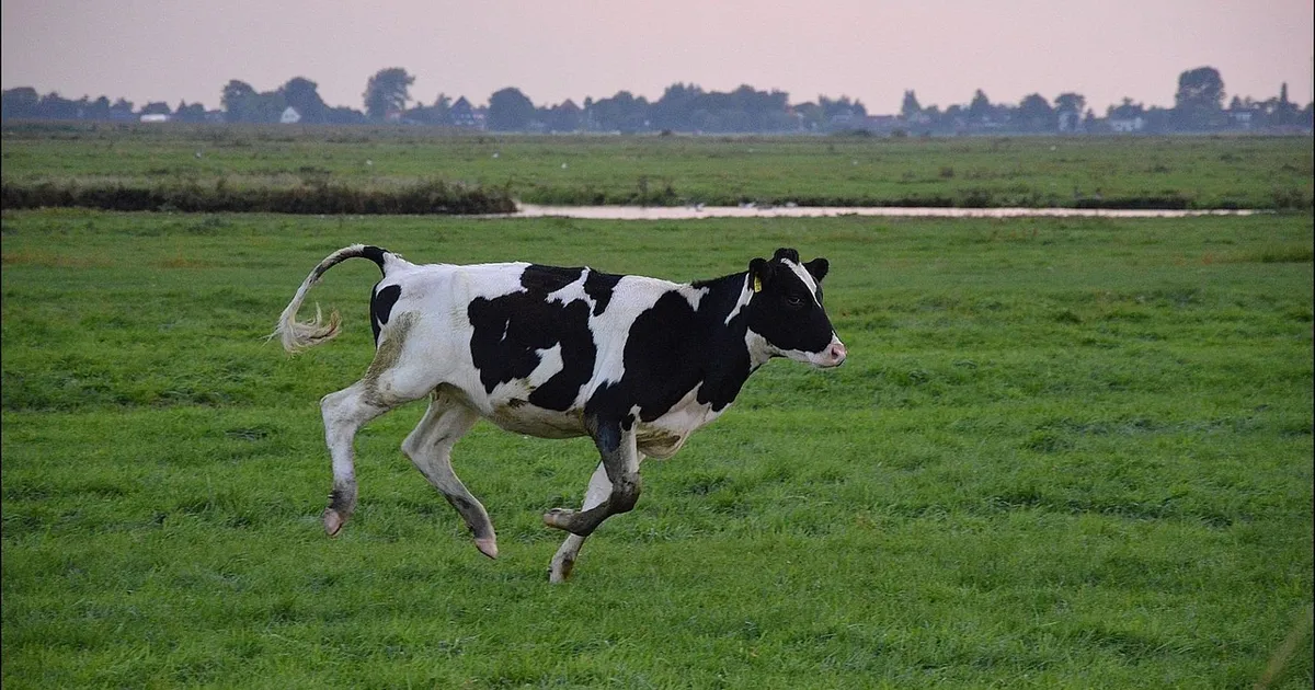 Anekdoot: lehm ei anna kätte ja jookseb muudkui pulli eest ära