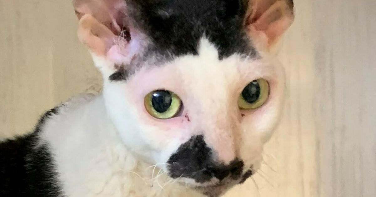 PÄEVAKÄPP Kodu otsib väga erilise välimusega kass, kes omanikult ära võeti