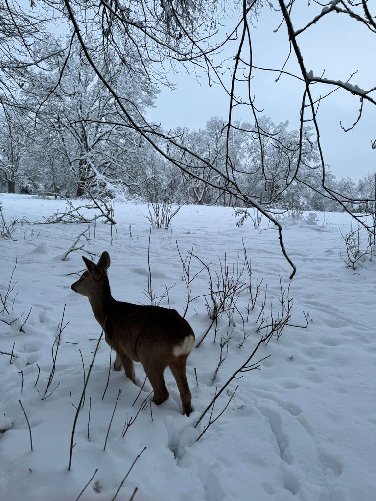 Päästjad aitasid teele eksinud metskitse