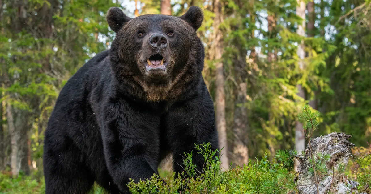USKUMATU LUGU Naine suutis teda rünnanud karu paljakäsi alistada