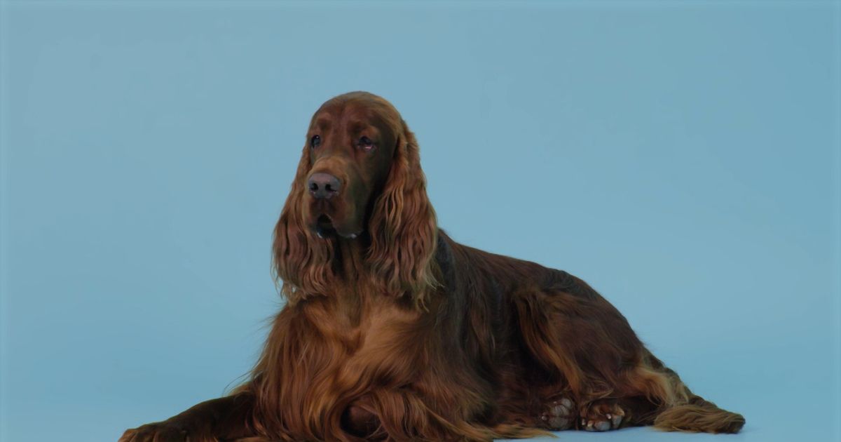 Iiri setter – imekena jahimees, kelle elurõõm on lihtsalt nakkav