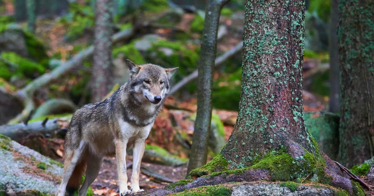 METSLOOMAL ON ALATI PEATEE Tartumaal hukkus liikluses hunt