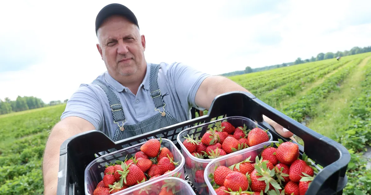 Rekordiliselt vara valminud Eesti maasikas seisab lettidel, klient ei ...