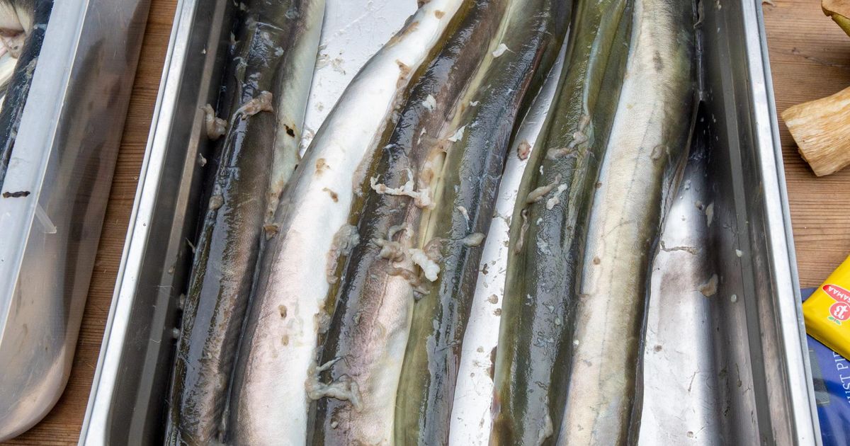 Võrtsjärve ääres pakutakse angerjat