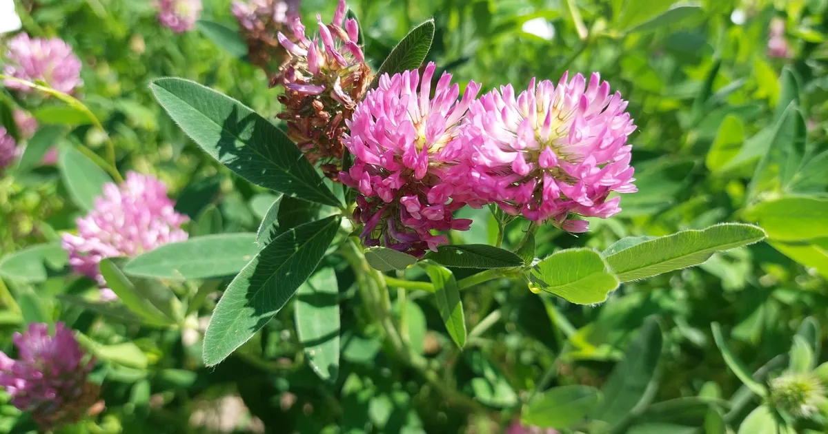 Punane ristik aitab üleminekueas