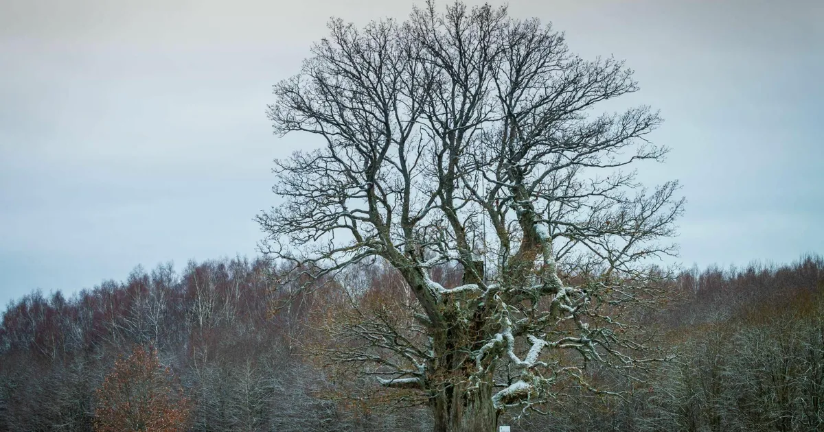 LOODUSREKORDID Eesti vanim puu toob kokku uudistajad lähemalt ja kaugemalt