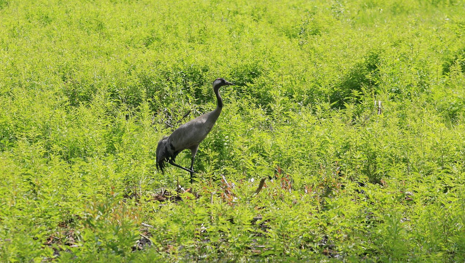 Matsalus loendati sookurgi ja hanesid