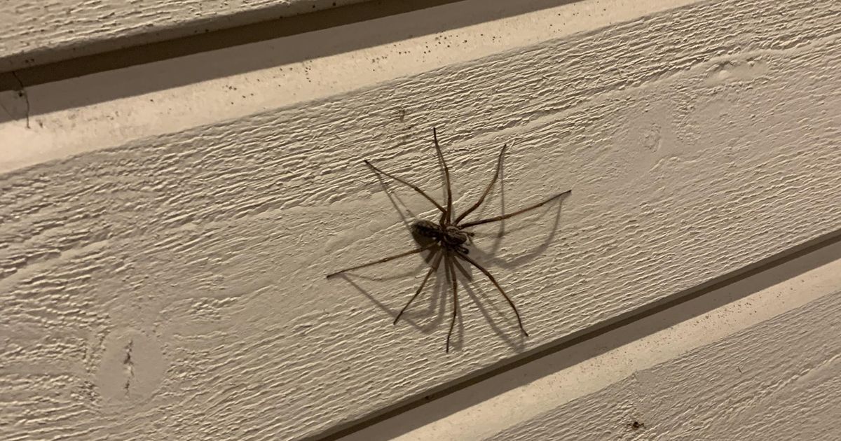 Peopesasuurune ämblik Kesk-Euroopast on end Eesti majades sisse seadnud