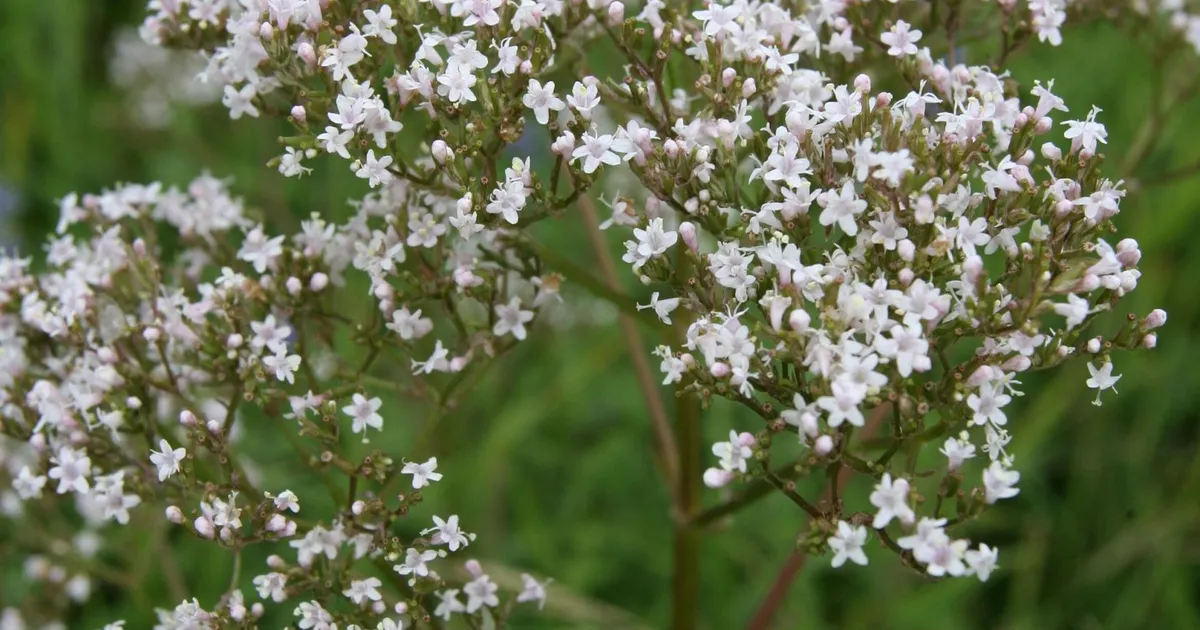 Palderjan on rohkem kui rahustaja