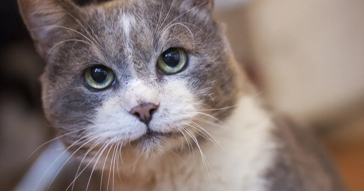 USKUMATU 14-aastane kass oleks peaaegu magama pandud, kuid viimasel ...