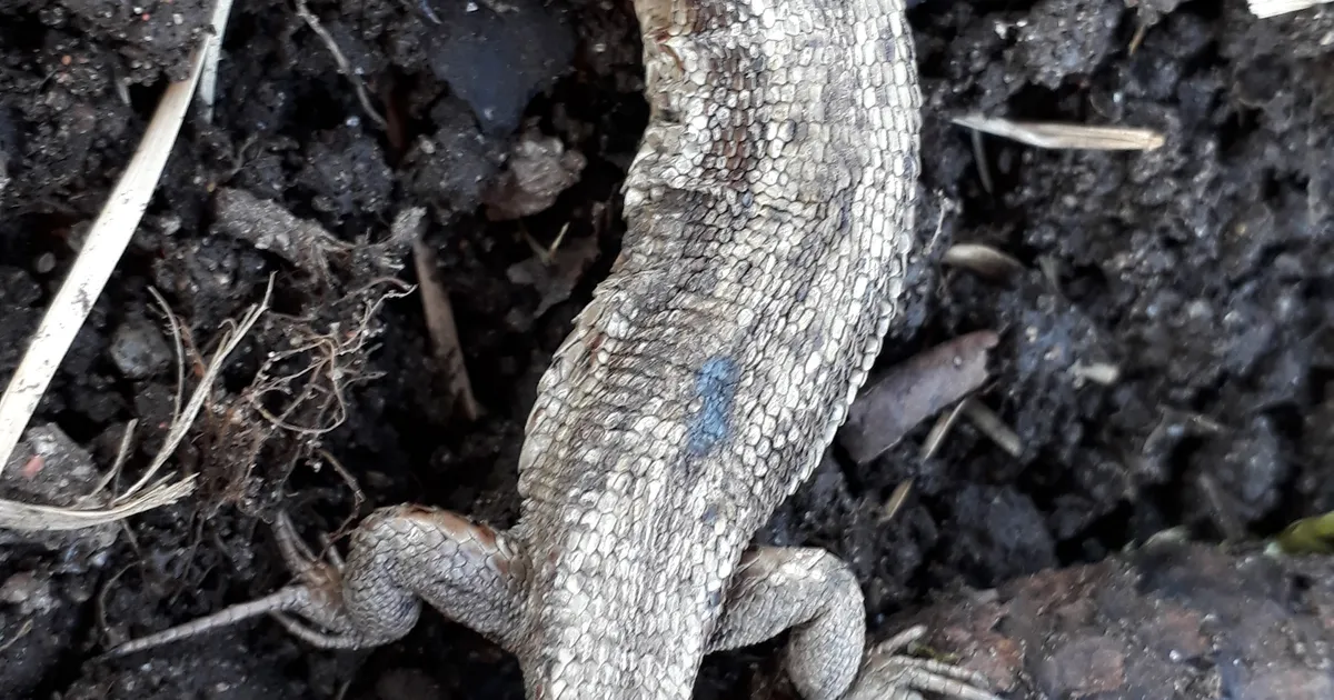 PÄEVAPILT Ilus ilm äratab talveunest kõik sügisel uinunud