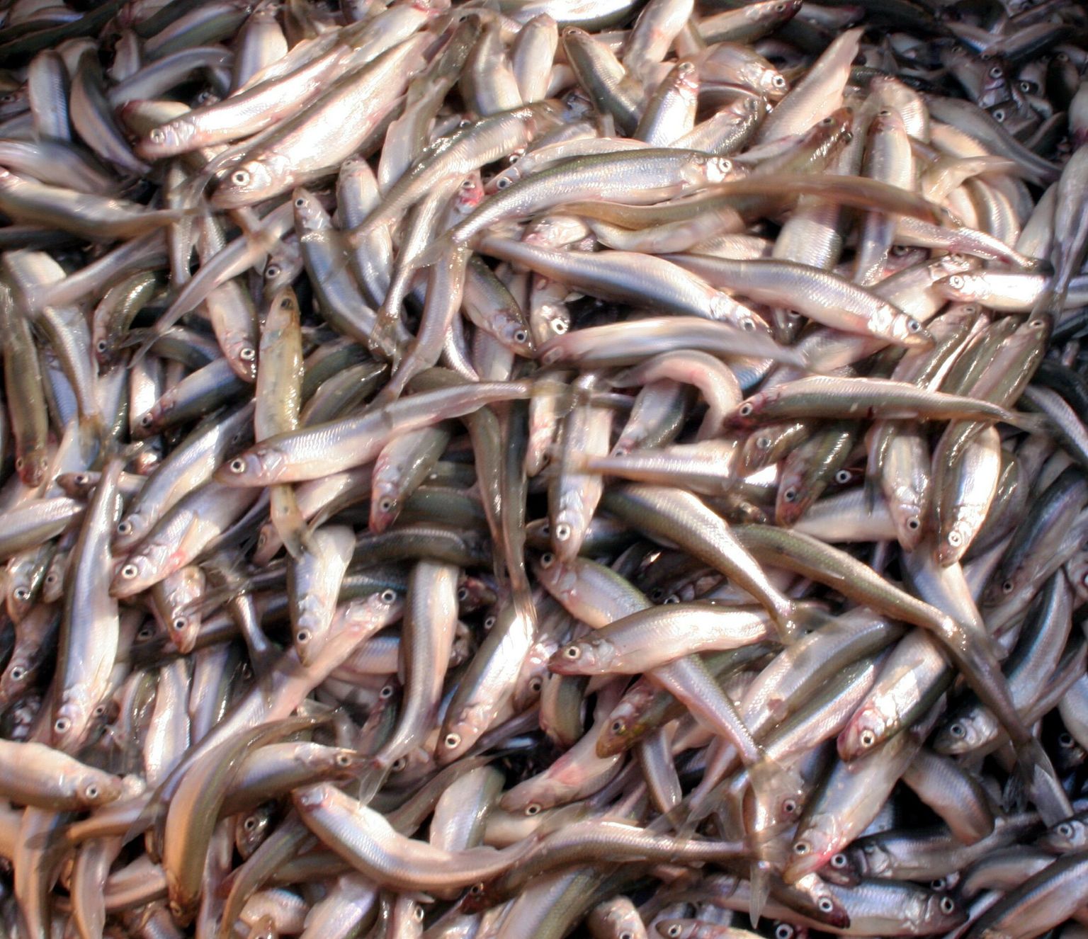 Peterburis on Eestist toodud meritint delikatess - Kaup ja teenus - Tarbija