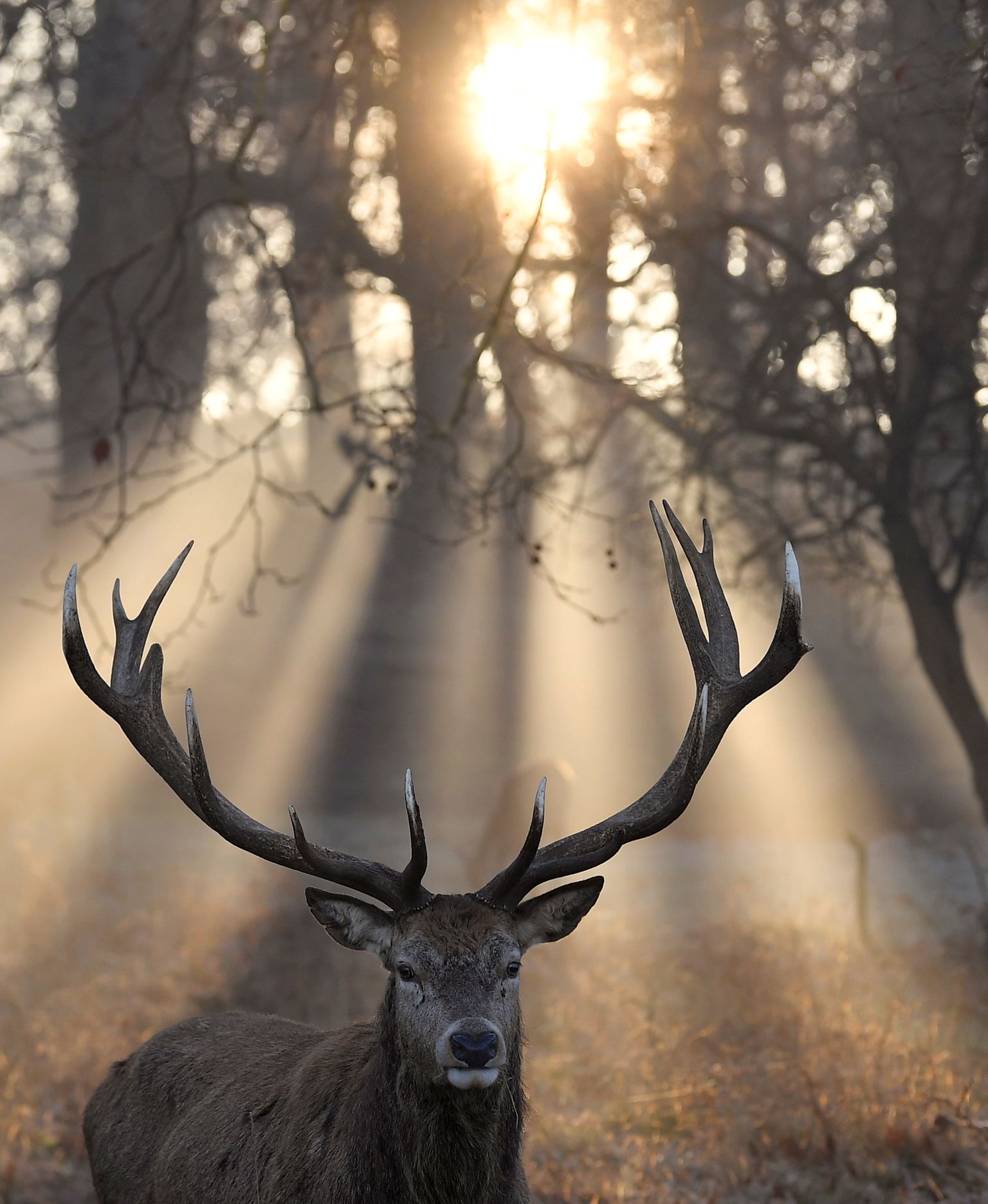 Austraalias tappis hirv mehe ja vigastas naist