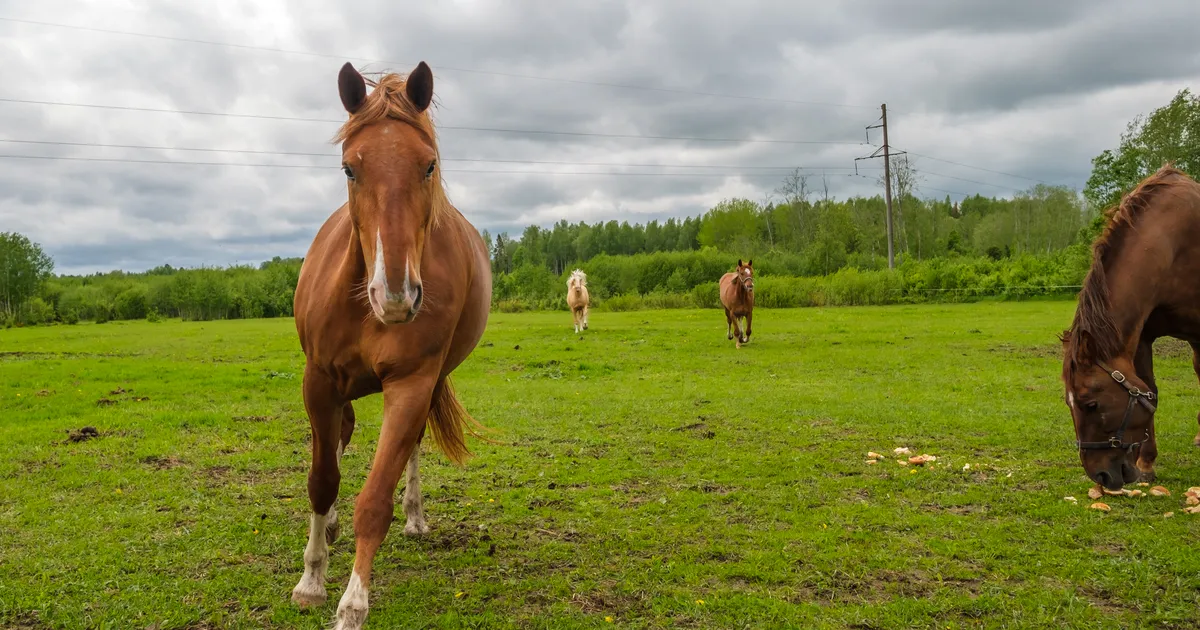 Kaevu kukkunud hobune vajas päästjate abi