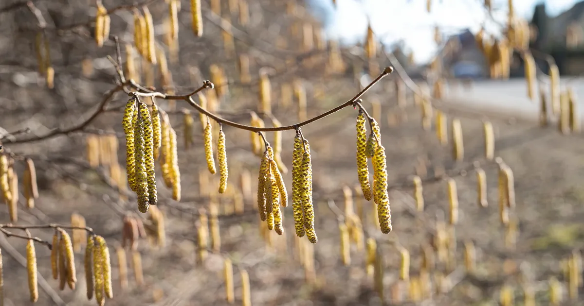LOODUSKALENDER Kolmapäeval algab kevad: õietolm on juba õhus