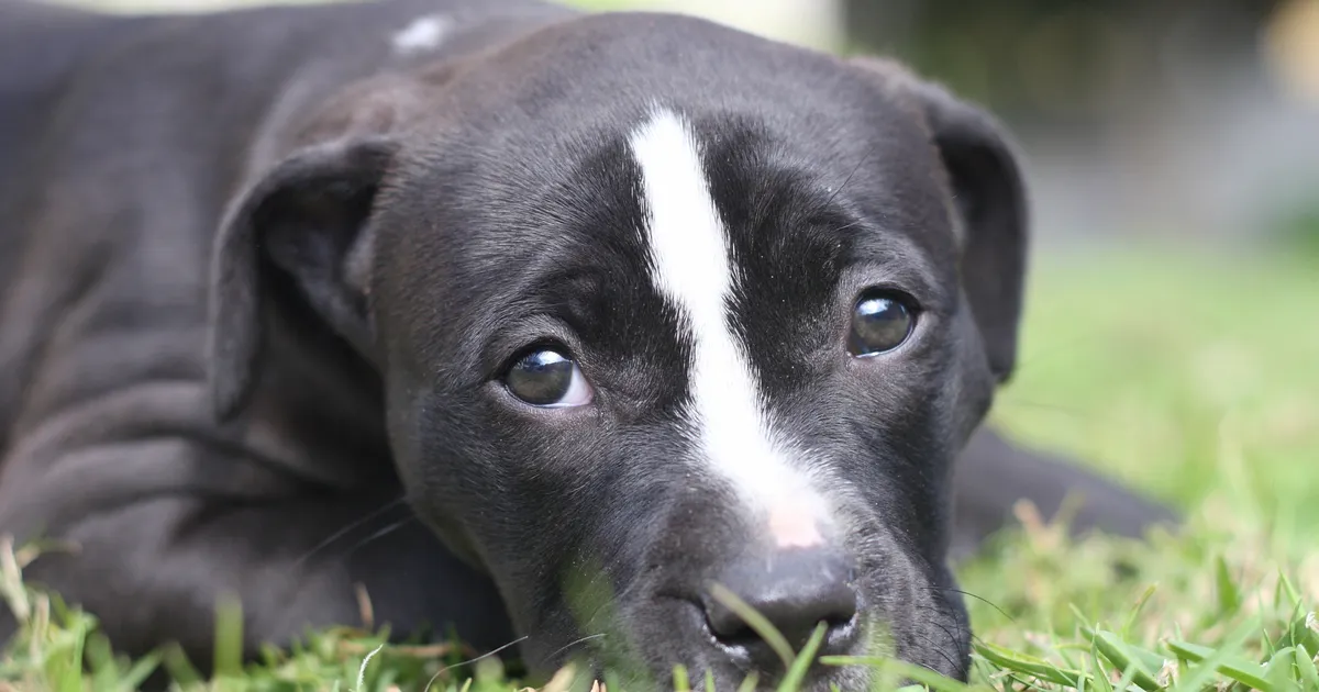 Pisarateni liigutav: 11 aastat varjupaigas elanud koer leidis endale ...