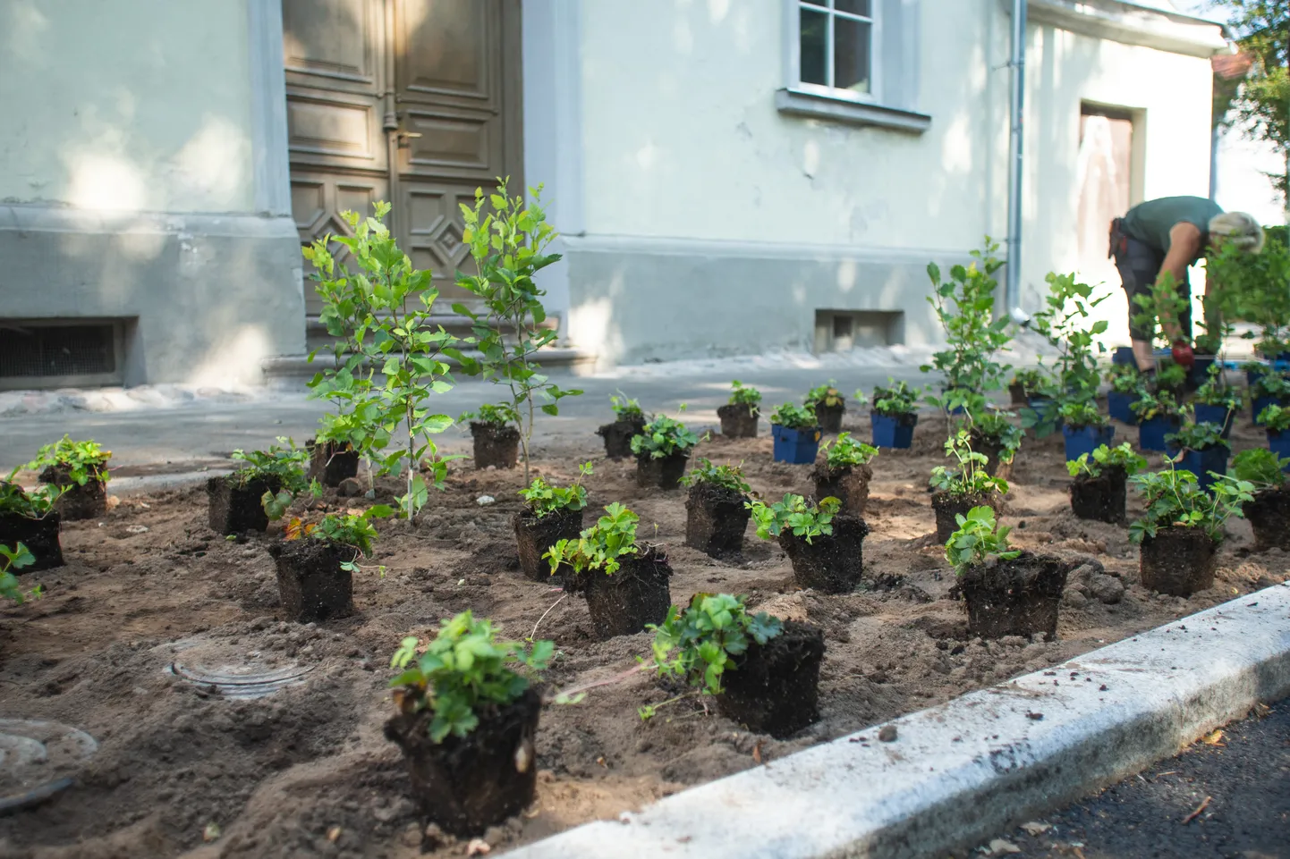 Supilinna üks uulits muutub rohelisemaks