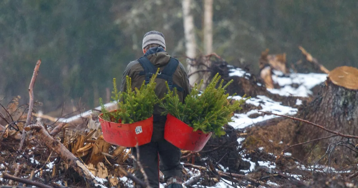 Metsaomanik saab ilma raiumata metsa teenima panna