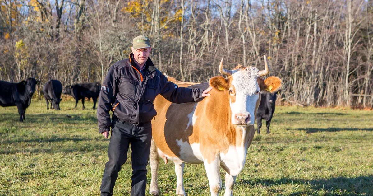 Söödanappus sunnib loomakasvatajaid karja vähendama