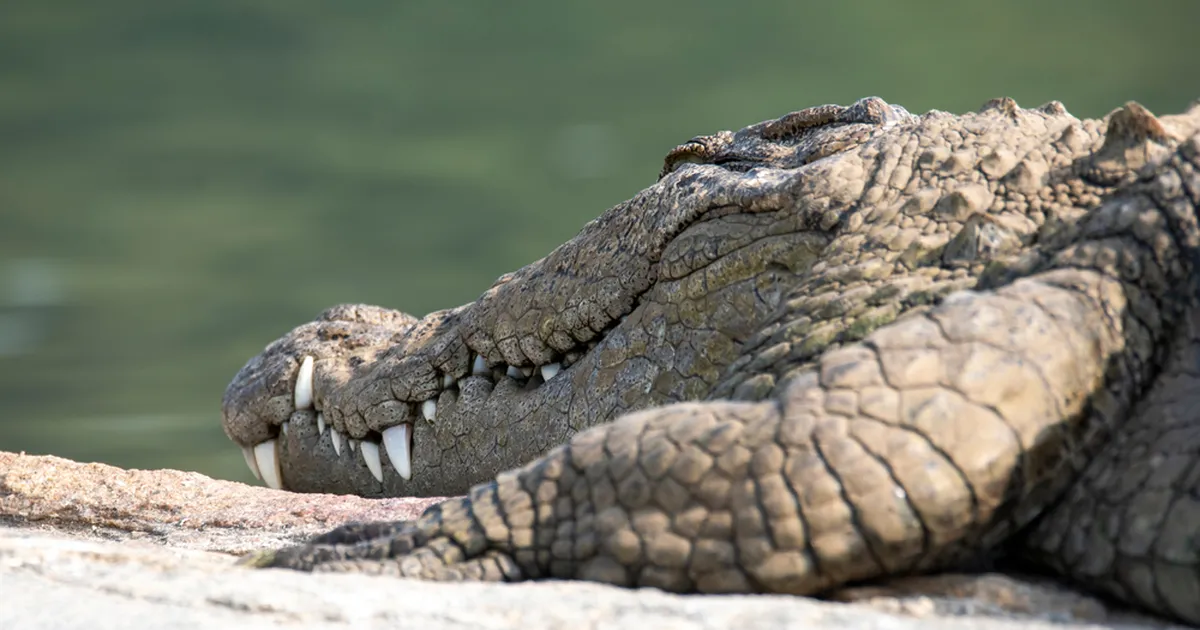 Kadunud on kurikuulus krokodill, kelle hingel on väidetavalt sadade ...