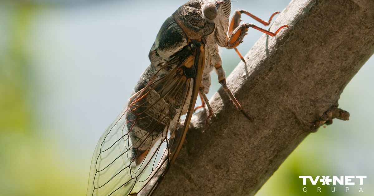 Zinātnieki mēģina izprast miljardiem insektu, kas izlien virszemē reizi ...