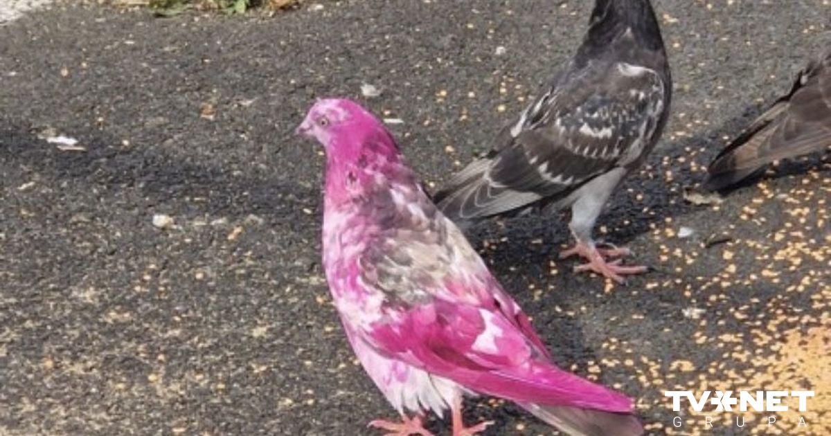 VIDEO Lielbritānijā manīts rozā balodis. Iedzīvotāji samulsuši