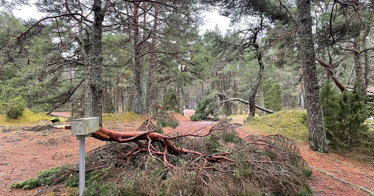 FOTOD Lume raskus põhjustas Mändjala kämpingus korraliku okstesaju