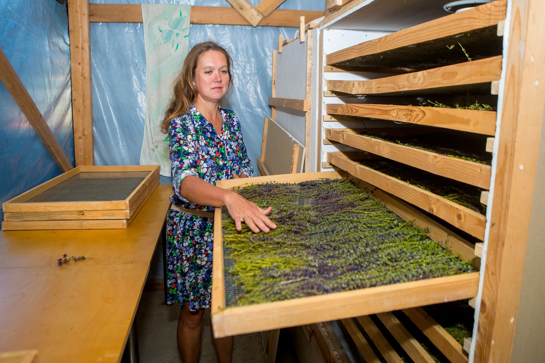 LOODUSEGA SÕBRAKS Kuidas ravimtaimedega tervist hoida