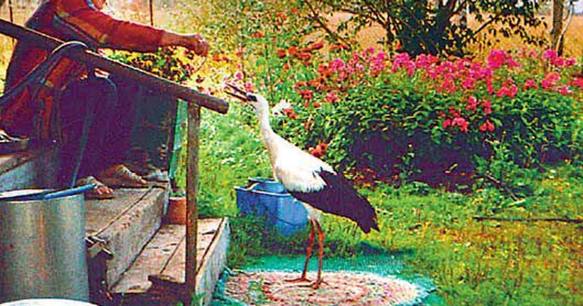 Valge-toonekurg käib iga päev talus kostil