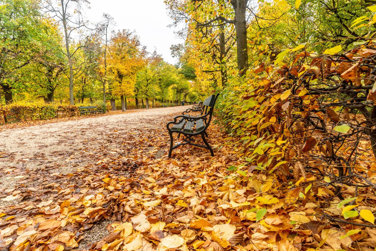 Nākamnedēļ sāksies astronomiskais rudens; drīzumā gaidāmas arī salnas