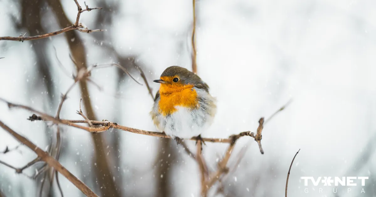 Decembra pirmajā dienā debesis skaidrosies un uzspīdēs saule