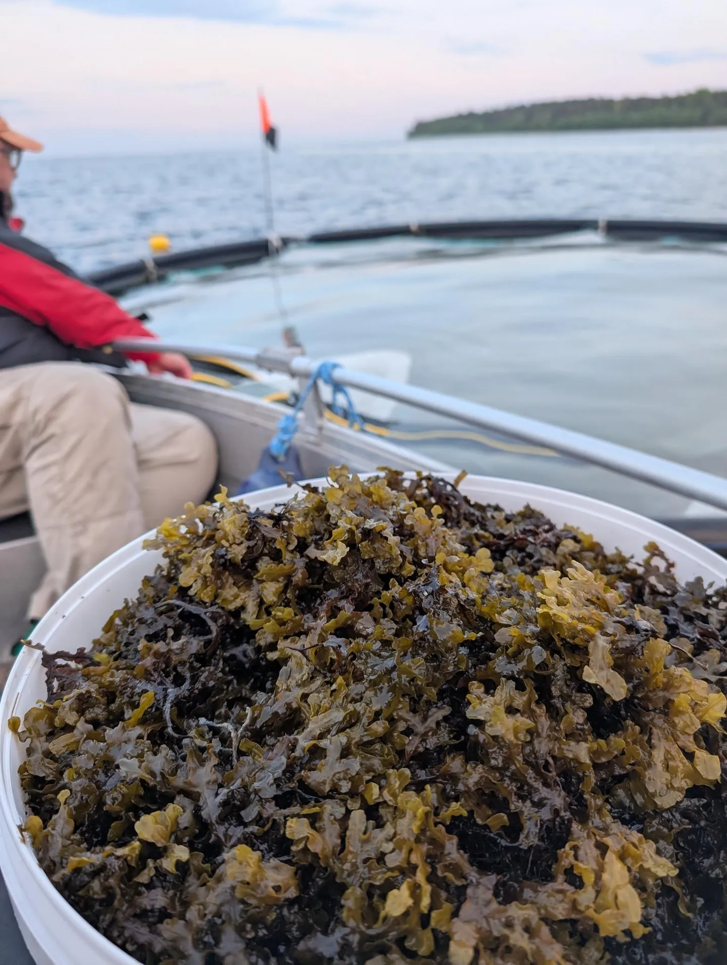 Ei liha ega kala? Kuid just see võiks Ruhnu majandust turgutada