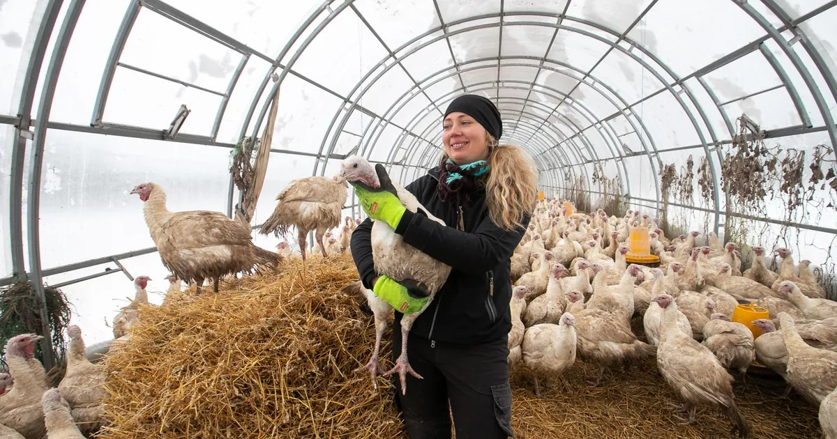 Kalkuni jõulupraest saaks terve suguvõsa söönuks