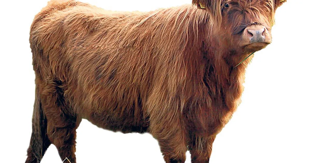 Sarvikud asuvad Pärnu rannaniidul pillirooga maiustama suvehakul