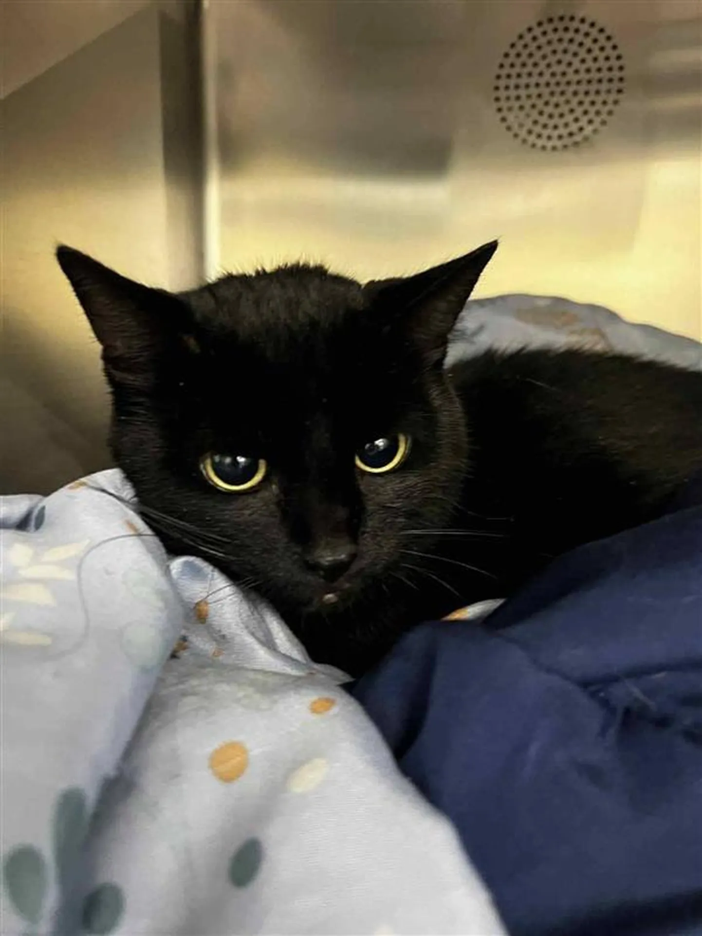 Politseinikud päästsid raskeid vigastusi saanud kassi, kes kukkus alla ...