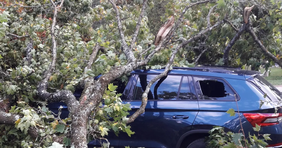 Auto jäi murdunud puu alla