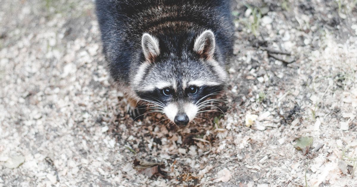Daugavpils pusē izglābts remontbedrē iekritis jenots - Dzīvnieki - Daba ...