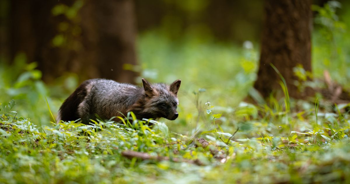 PILDID Inglismaal nähti üliharuldast musta looma