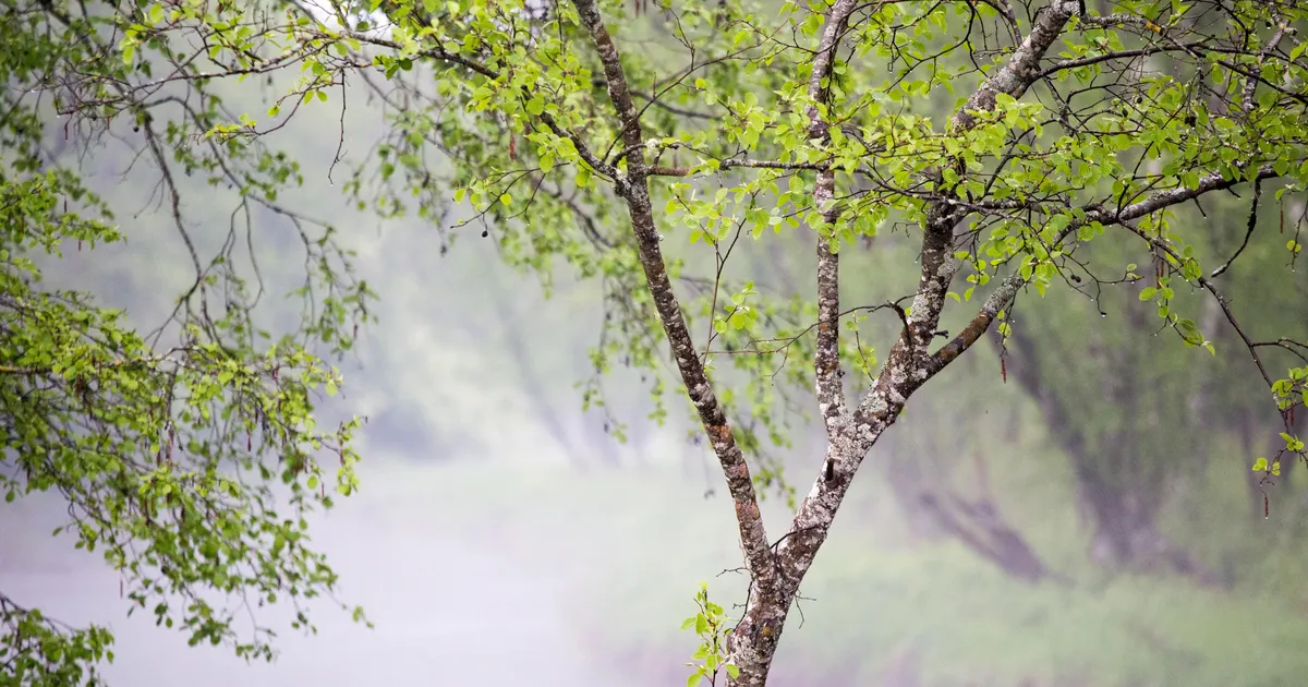 Sademed – meie igapäevased kaaslased