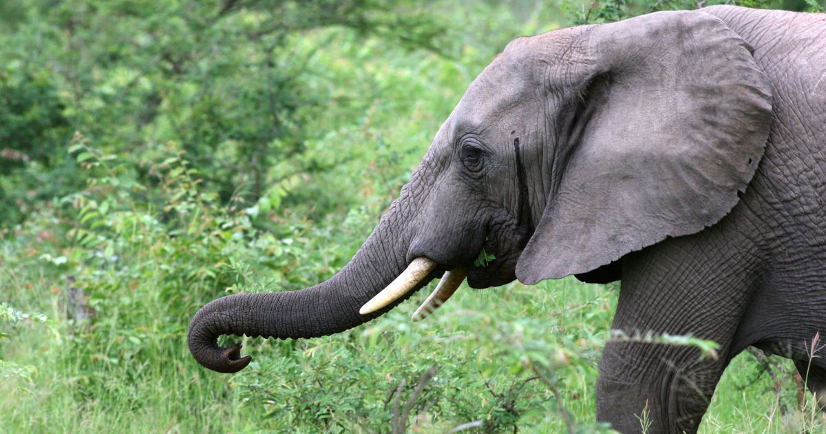 Kuidas elevandist kaelkirjak sai