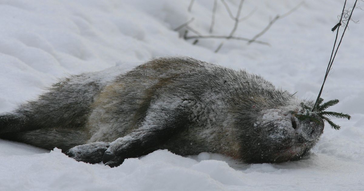 Sigade Aafrika katk ringleb Põlvamaal