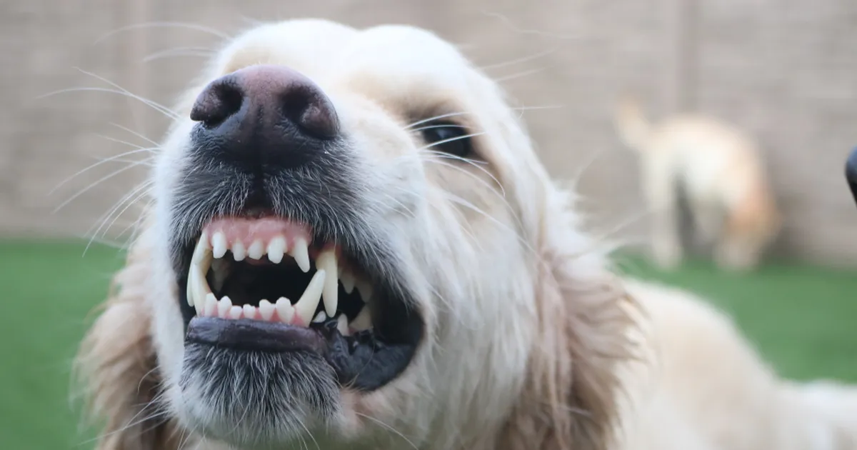 Haukuvast koerast häiritud naaber: vii koer varjupaika, saab parema kodu!