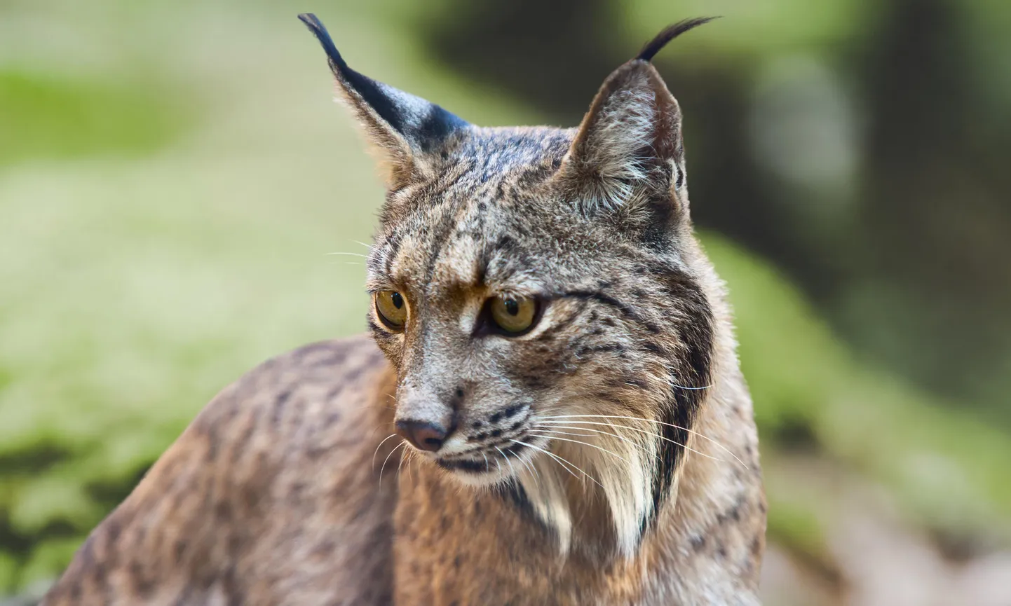 Hispaanias õnnestus kaamera ette püüda üks maailma haruldasemaid loomi