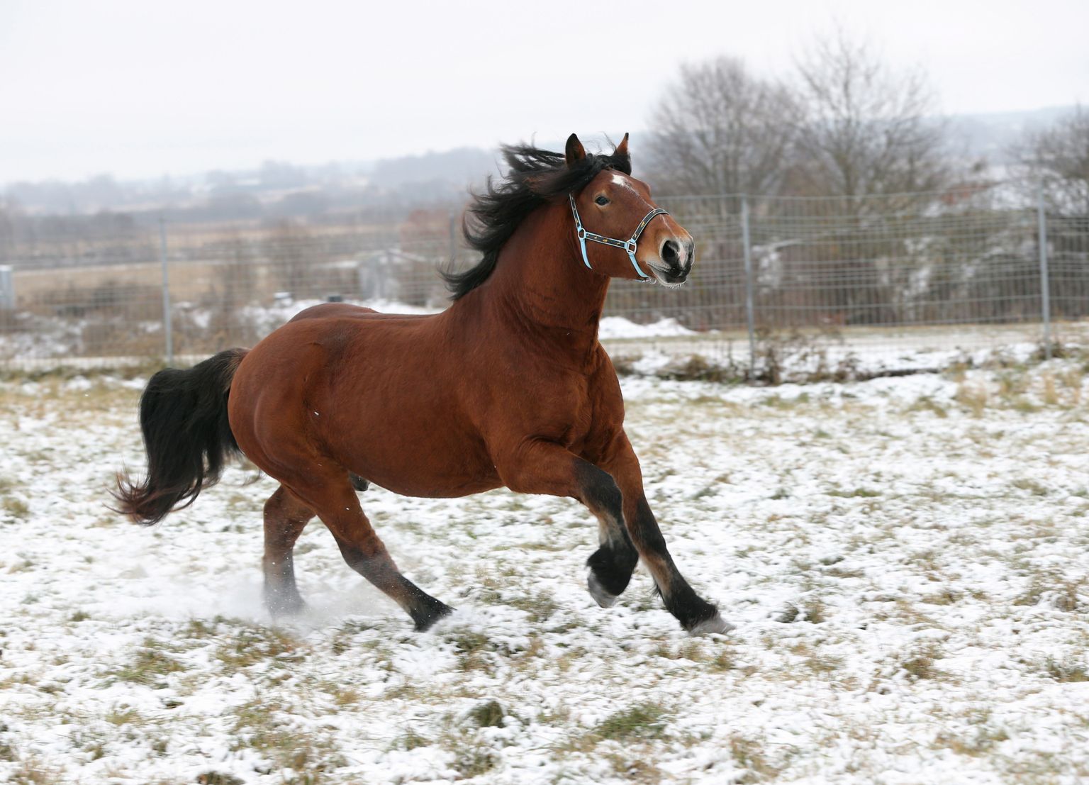Õudus kuubis! Hobune hammustas 6-aastase poisi peenise küljest ära ...