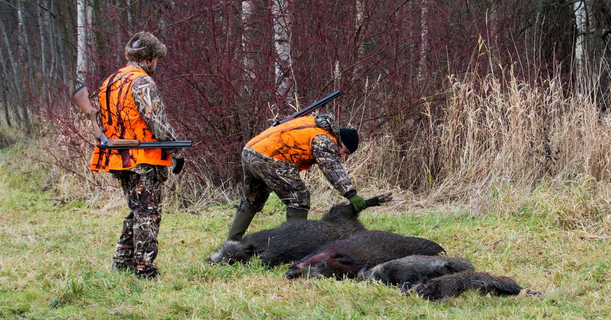 Võrumaal tuvastati sigade Aafrika katk