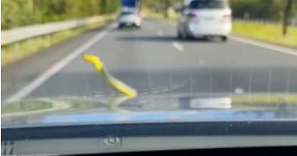 VIDEO Auto kapoti all põõnanud madu tegi perele elu metsikuima sõidu