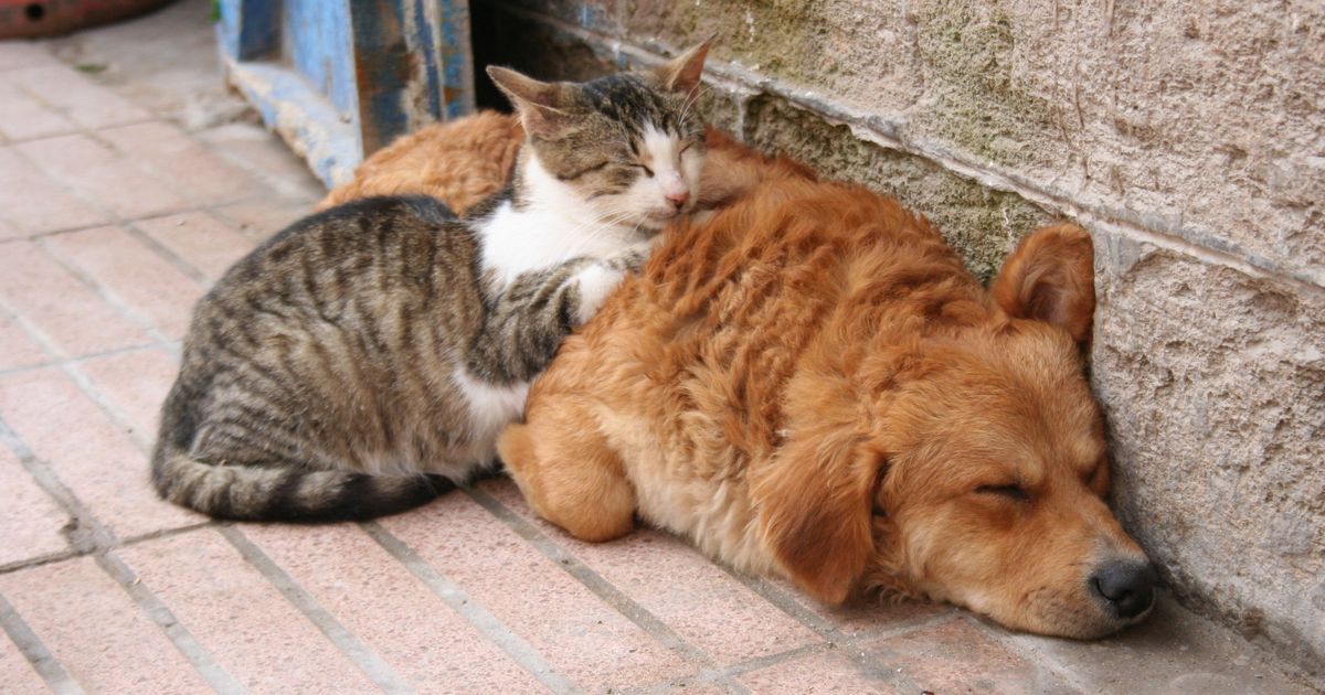 Hea teada: kuidas kassi ja koera vahel sõprussidemeid luua