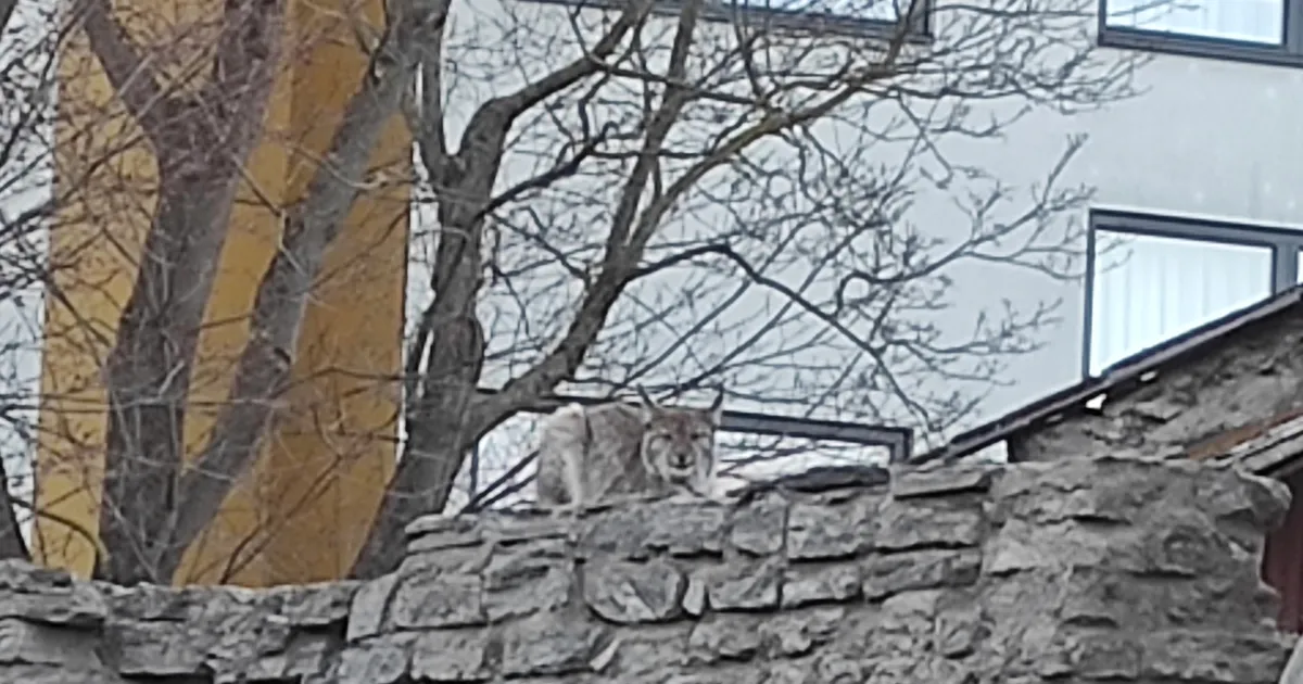 FOTOD JA VIDEO «Issi-issi, katusel on suur kass!» Tallinna kesklinnas ...